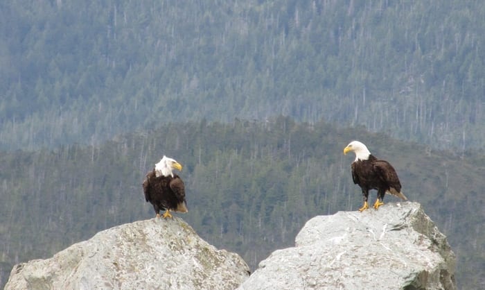Eagle Meaning and Symbolism and the Eagle Spirit Animal