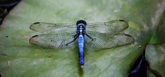 Dragonfly Meaning and Symbolism and the Dragonfly Spirit Animal