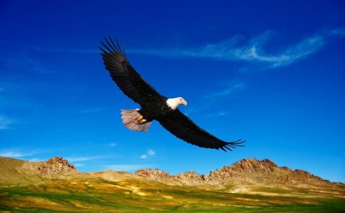 Eagle Meaning and Symbolism and the Eagle Spirit Animal