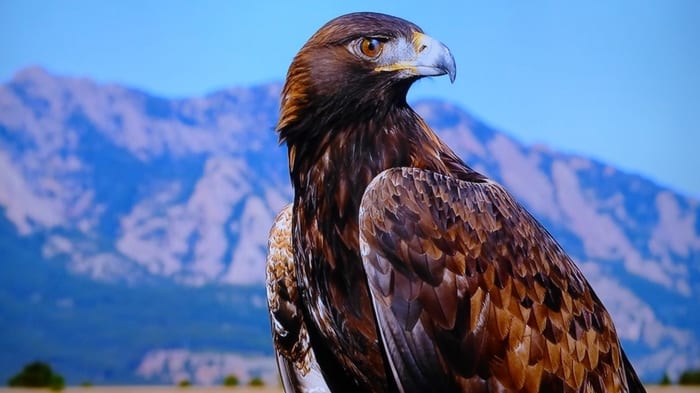 Eagle Meaning and Symbolism and the Eagle Spirit Animal