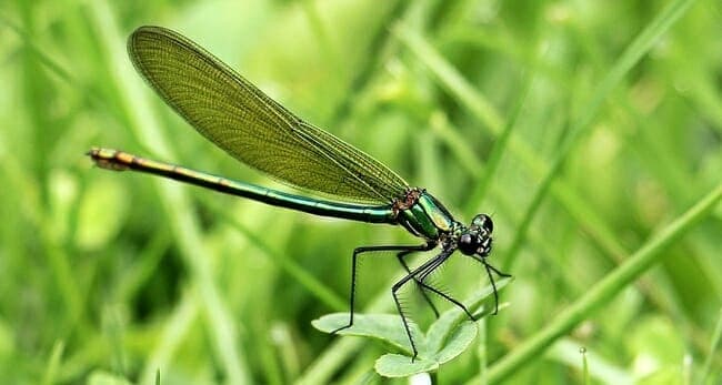 Dragonfly Meaning and Symbolism and the Dragonfly Spirit Animal