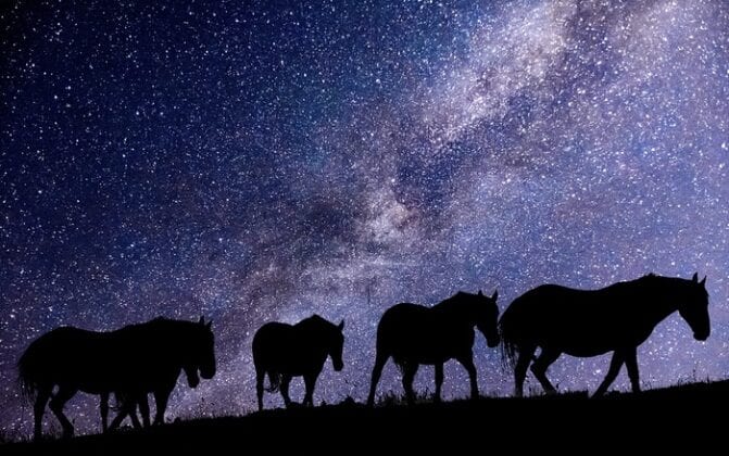 Horse Symbolism & Meaning & the Horse Spirit Animal | UniGuide