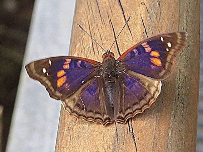 Types Of Purple Butterflies