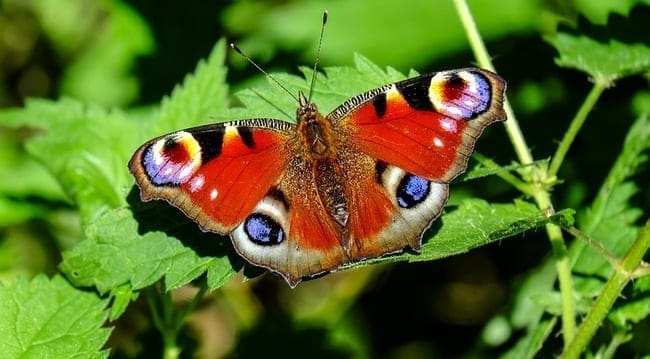 Butterfly Meaning & Symbolism & the Butterfly Spirit Animal