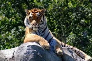 Tiger Symbolism & Meaning & the Tiger Spirit Animal | UniGuide