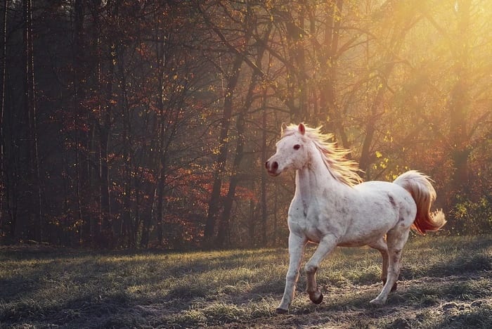 Horse Symbolism & Meaning & the Horse Spirit Animal | UniGuide