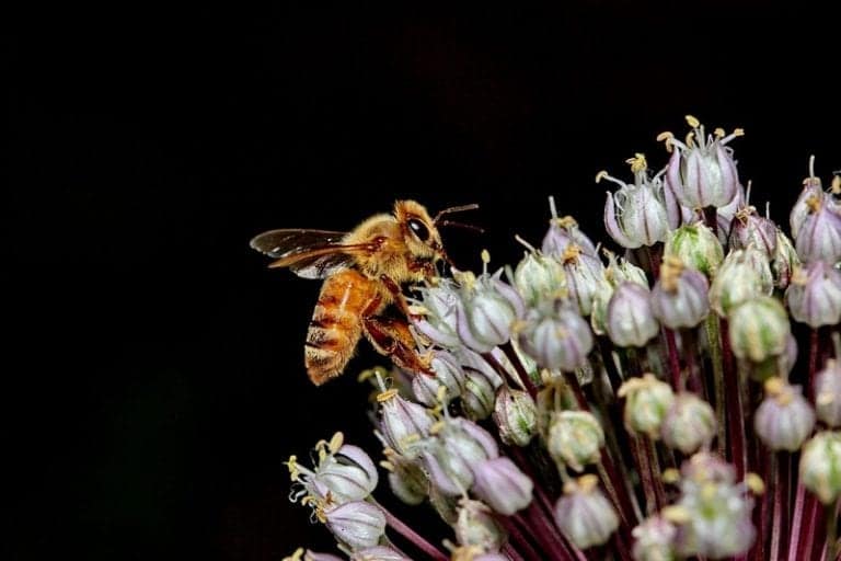 Bee Symbolism & Meaning & the Bee Spirit Animal | UniGuide