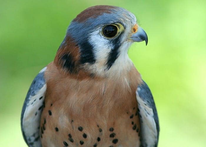 Hawk Symbolism & Meaning & the Hawk Spirit Animal | UniGuide
