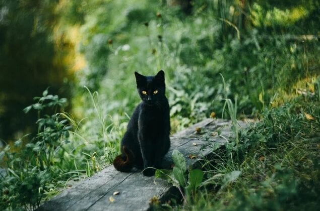 Cat Symbolism & Meaning & the Cat Spirit Animal | UniGuide