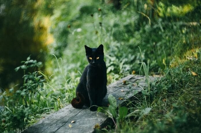 Cat Symbolism & Meaning & the Cat Spirit Animal | UniGuide