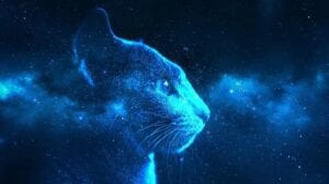 Cat Symbolism & Meaning & the Cat Spirit Animal | UniGuide