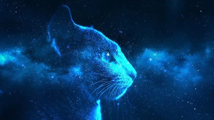 Cat Symbolism & Meaning & the Cat Spirit Animal | UniGuide