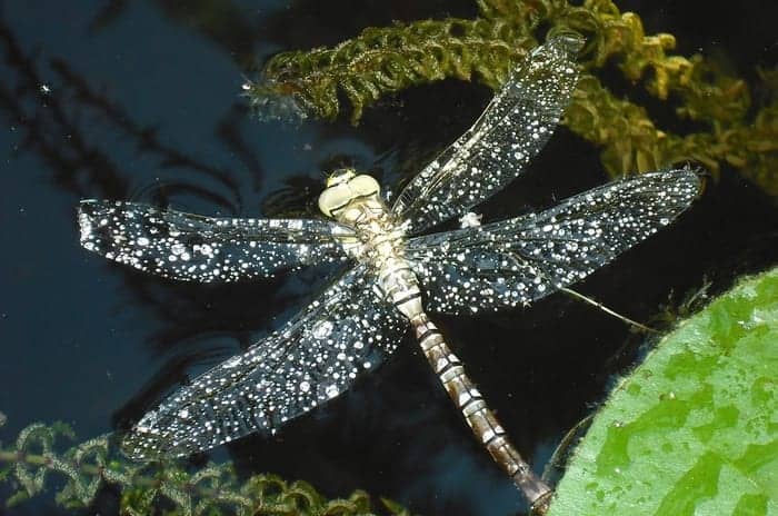 Dragonfly Meaning and Symbolism and the Dragonfly Spirit Animal