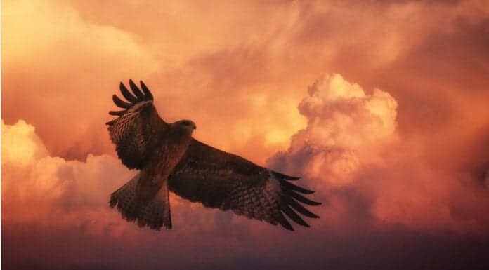 Hawk Symbolism & Meaning & the Hawk Spirit Animal | UniGuide