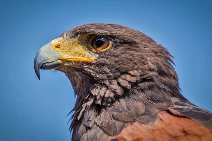 Hawk Symbolism & Meaning & the Hawk Spirit Animal | UniGuide