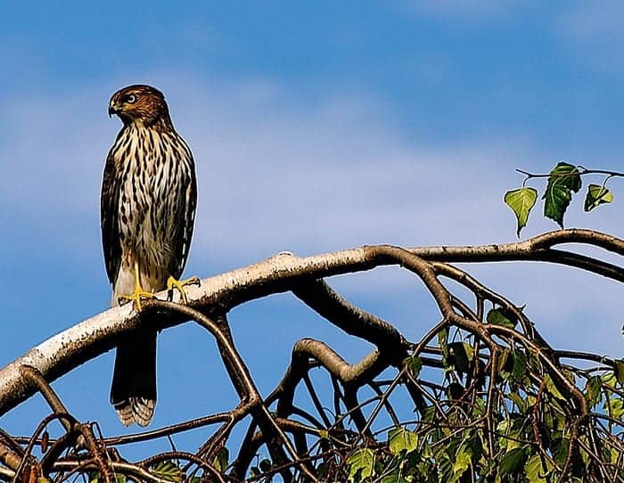 Hawk Symbolism & Meaning & the Hawk Spirit Animal | UniGuide