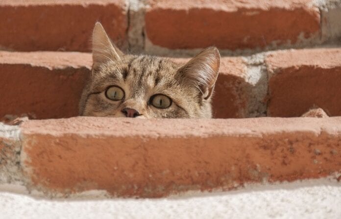 Cat Symbolism & Meaning & the Cat Spirit Animal | UniGuide