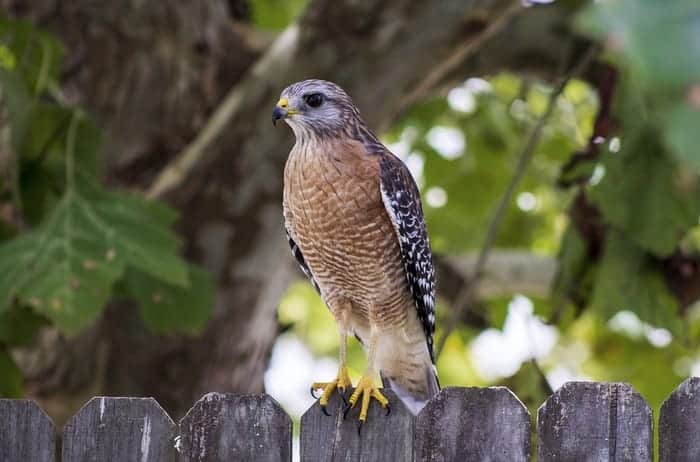 Hawk Symbolism & Meaning & the Hawk Spirit Animal | UniGuide
