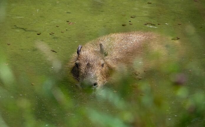 12 Capybara Facts and Questions Answered | UniGuide