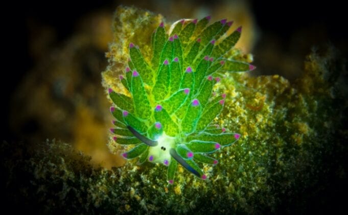 10 Leaf Sheep Facts [The Most Adorable Sea Slug] | UniGuide