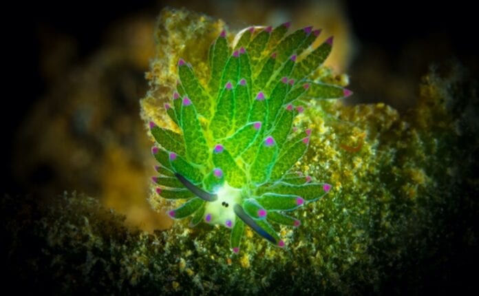 10 Leaf Sheep Facts [The Most Adorable Sea Slug] | UniGuide