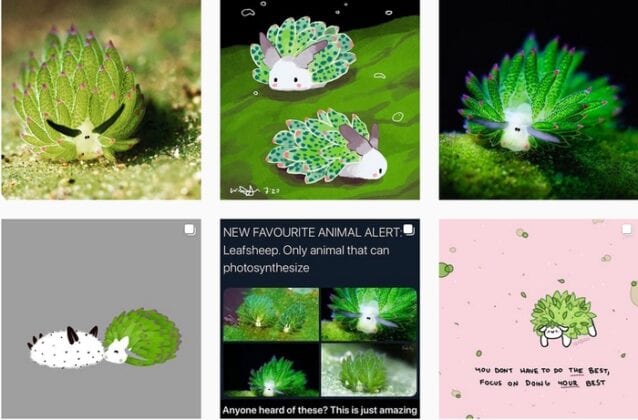 10 Leaf Sheep Facts [The Most Adorable Sea Slug] | UniGuide