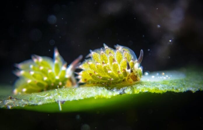 10 Leaf Sheep Facts [The Most Adorable Sea Slug] | UniGuide