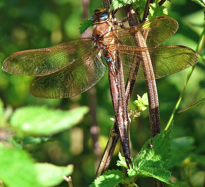 Native American Dragonfly Symbol