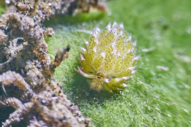 10 Leaf Sheep Facts [The Most Adorable Sea Slug] | UniGuide