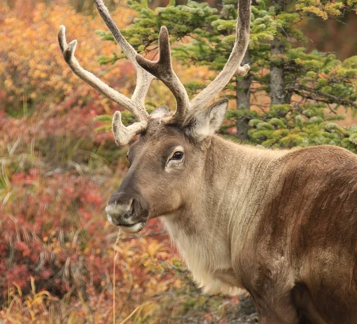 Caribou Symbolism & Meaning & the Caribou Spirit Animal