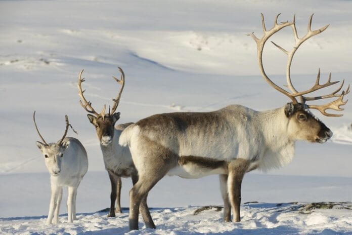Caribou Symbolism & Meaning & the Caribou Spirit Animal