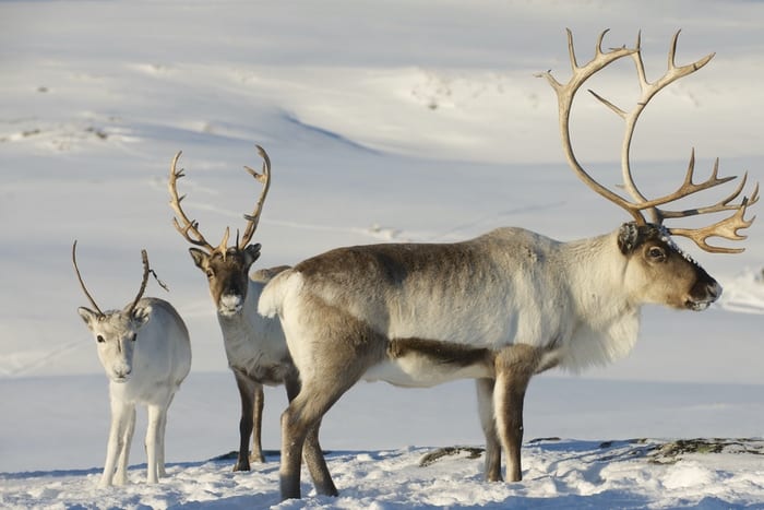 Caribou Symbolism & Meaning & the Caribou Spirit Animal