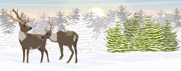 Caribou Symbolism & Meaning & the Caribou Spirit Animal