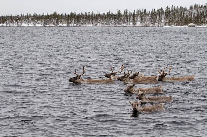 Caribou Symbolism & Meaning & the Caribou Spirit Animal