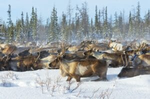Caribou Symbolism & Meaning & the Caribou Spirit Animal