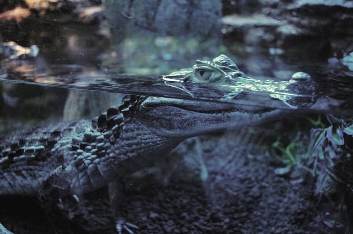 Alligator Symbolism & Meaning & the Alligator Spirit Animal