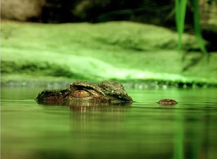 Alligator Symbolism & Meaning & the Alligator Spirit Animal