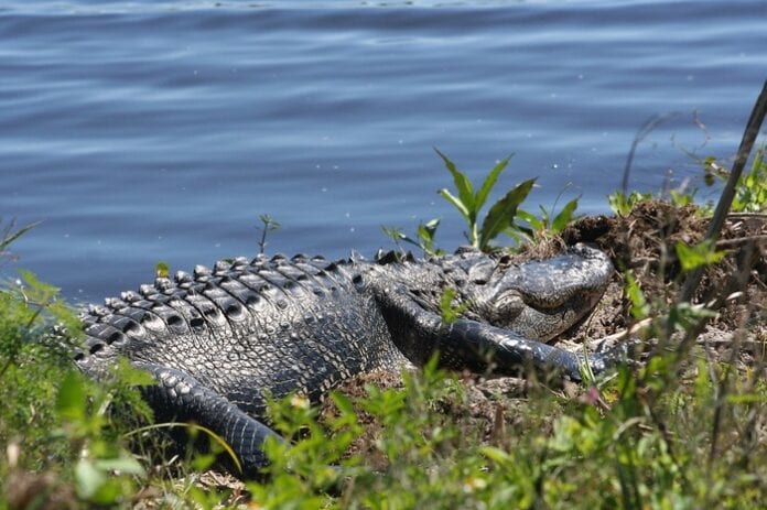 Alligator Symbolism & Meaning & the Alligator Spirit Animal
