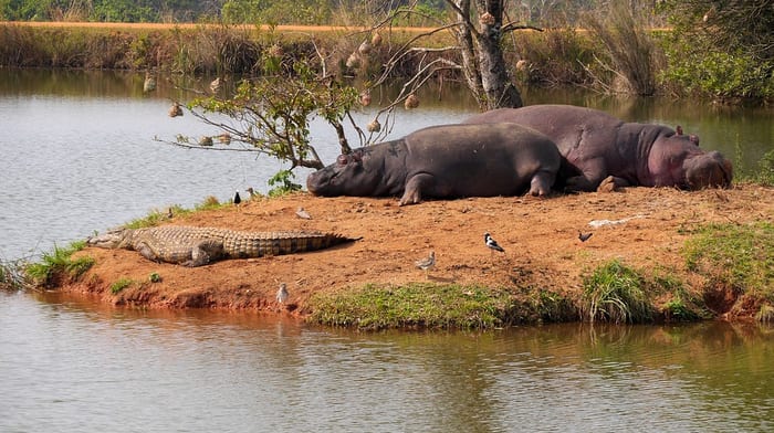 Crocodile Symbolism & Meaning & the Crocodile Spirit Animal