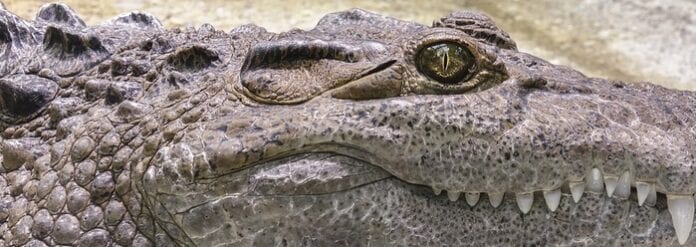 Crocodile Symbolism & Meaning & the Crocodile Spirit Animal