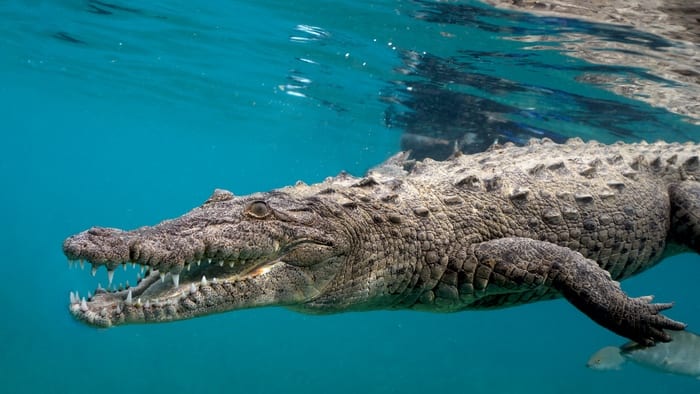 Crocodile Symbolism & Meaning & the Crocodile Spirit Animal