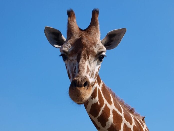 Giraffe Symbolism & Meaning & the Giraffe Spirit Animal | UniGuide