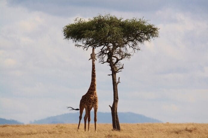 Giraffe Symbolism & Meaning & the Giraffe Spirit Animal | UniGuide