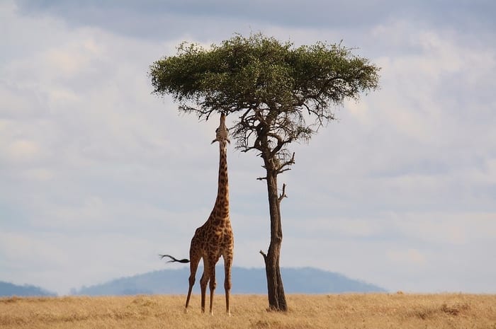 Giraffe Symbolism & Meaning & the Giraffe Spirit Animal | UniGuide