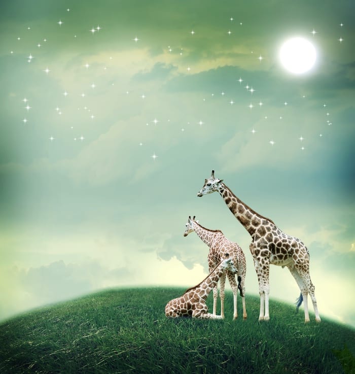 Giraffe Symbolism & Meaning & the Giraffe Spirit Animal | UniGuide