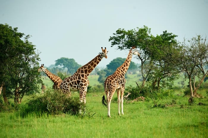 Giraffe Symbolism & Meaning & the Giraffe Spirit Animal | UniGuide
