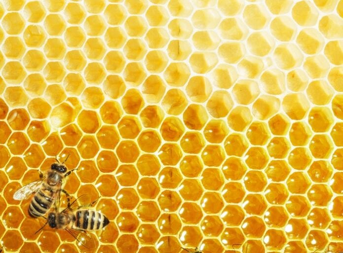 Bee Symbolism & Meaning & the Bee Spirit Animal | UniGuide