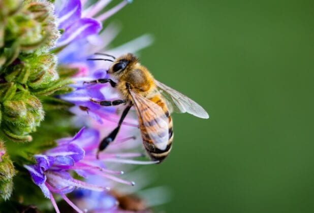 Bee Symbolism & Meaning & the Bee Spirit Animal | UniGuide