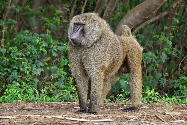 Baboon Symbolism & Meaning & the Baboon Spirit Animal