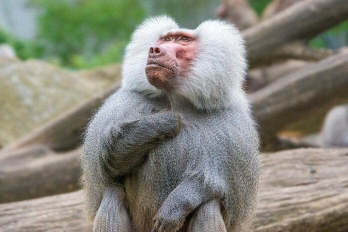 Baboon Symbolism & Meaning & the Baboon Spirit Animal